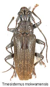 Papua Insects Foundation (Kelompok Entomologi Papua)